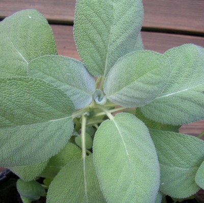27 Medicinal Plants Worth Your Garden Space – Peak Prosperity