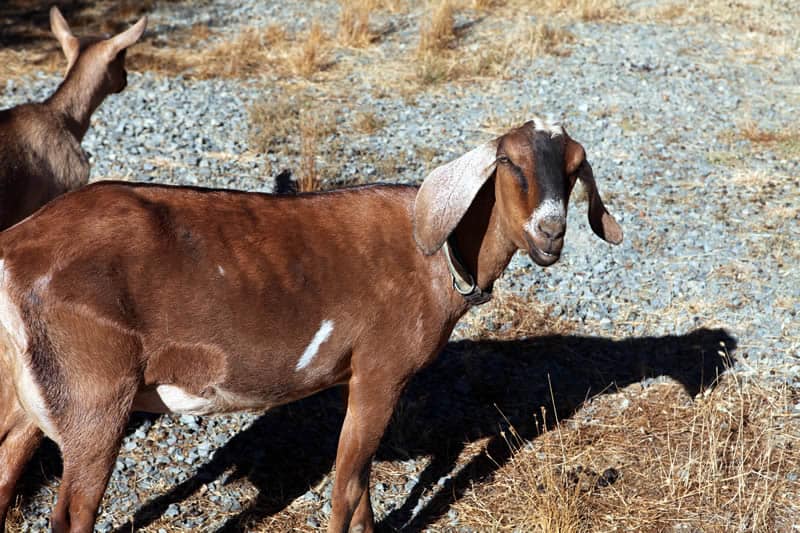 All About Goat Breeds – Peak Prosperity
