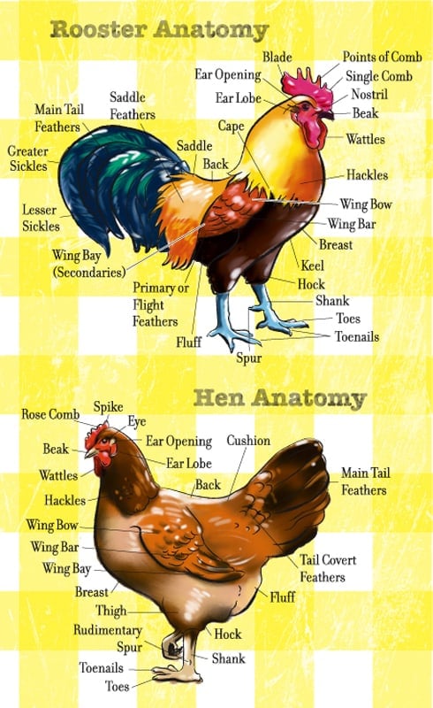 Chicken Anatomy 101 – Peak Prosperity