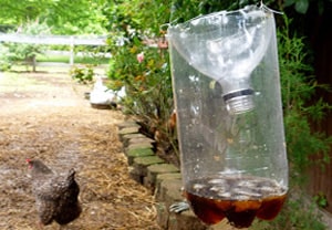 DIY Fly Trap – Peak Prosperity