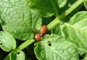 How to Control the Dreaded Potato Beetle – Peak Prosperity