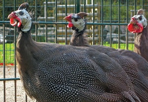 Raising Guinea Fowl – Peak Prosperity