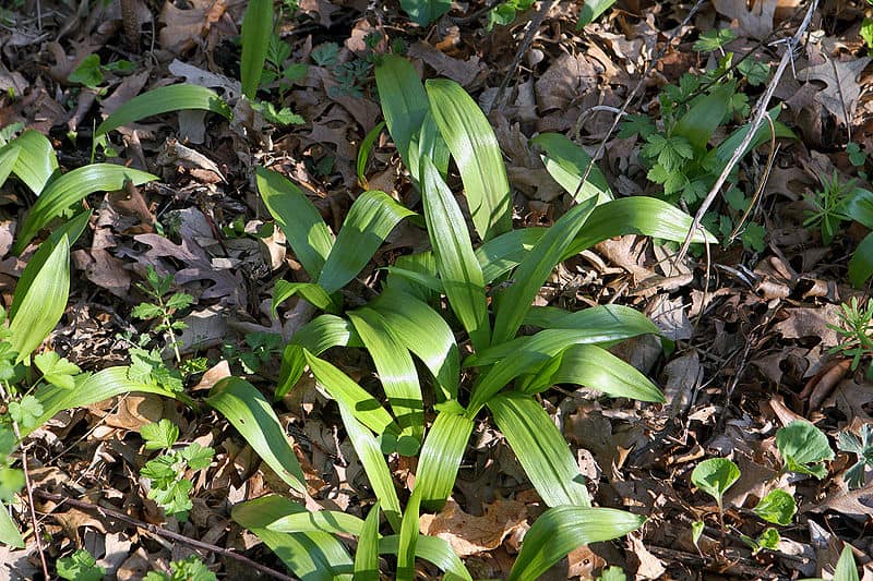 Foraging For Edible Plants – Peak Prosperity